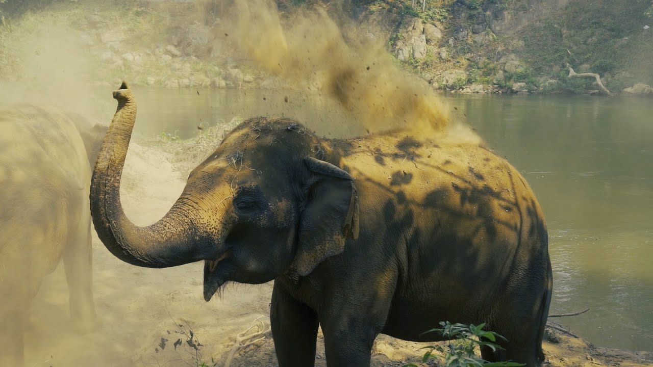 Elephant Haven Thailand - YouTube