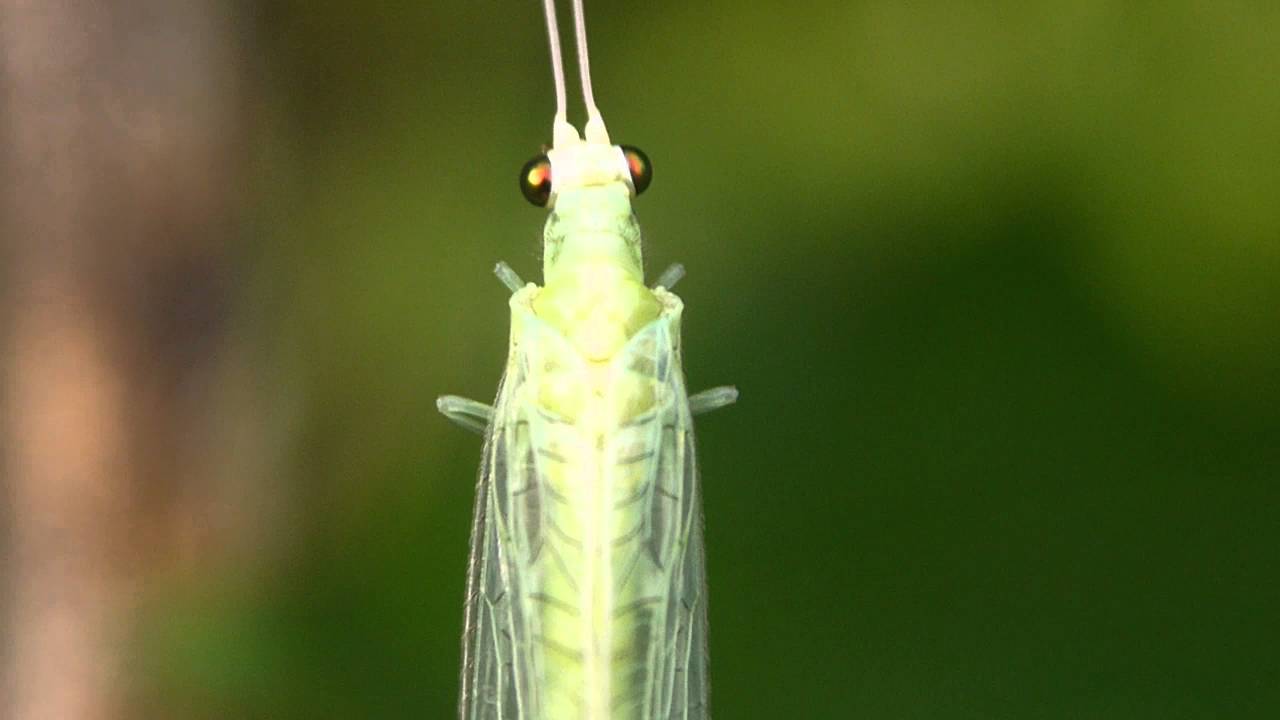 [見島のいきものたち 97] ヨツボシクサカゲロウ Chrysopa septempunctata - YouTube