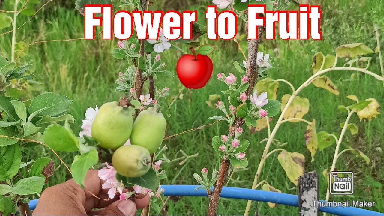 Flower to🍎Fruit/ Apple tree Development//Apple Farming in Philippines ...