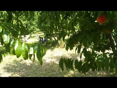 Meyve bahçelerinde otla mücadele.