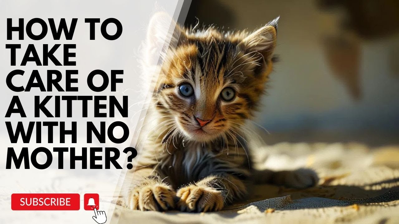How to Take Care of a Kitten With No Mother? - YouTube