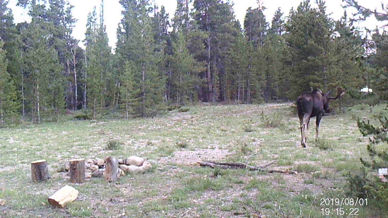 Trail cam catches a moose walking through our campsite - YouTube