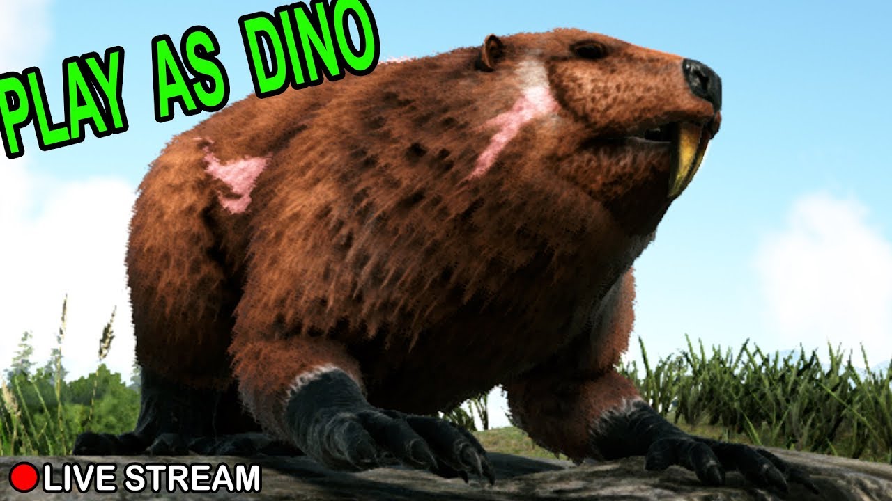 🔴 [LIVE] Play As Beaver!! Ark Survival Evolved Play As Dino - YouTube