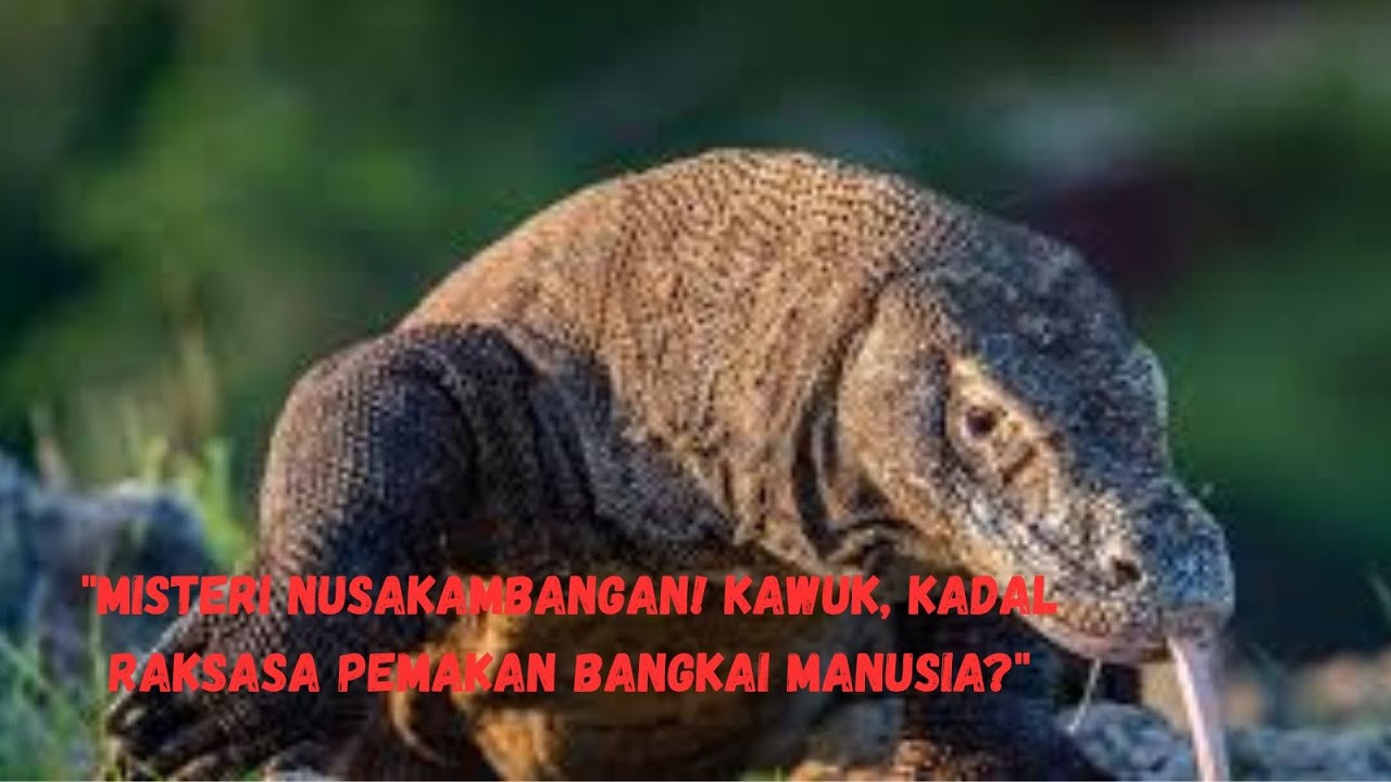 "Misteri Nusakambangan! Kawuk, Kadal Raksasa Pemakan Bangkai Manusia ...