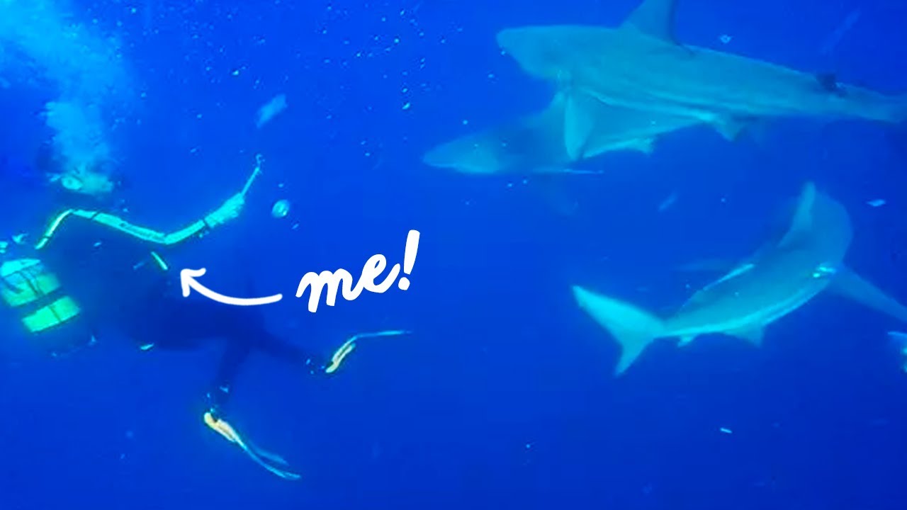 Shark diving (in the open ocean) at Protea Banks, South Africa - YouTube