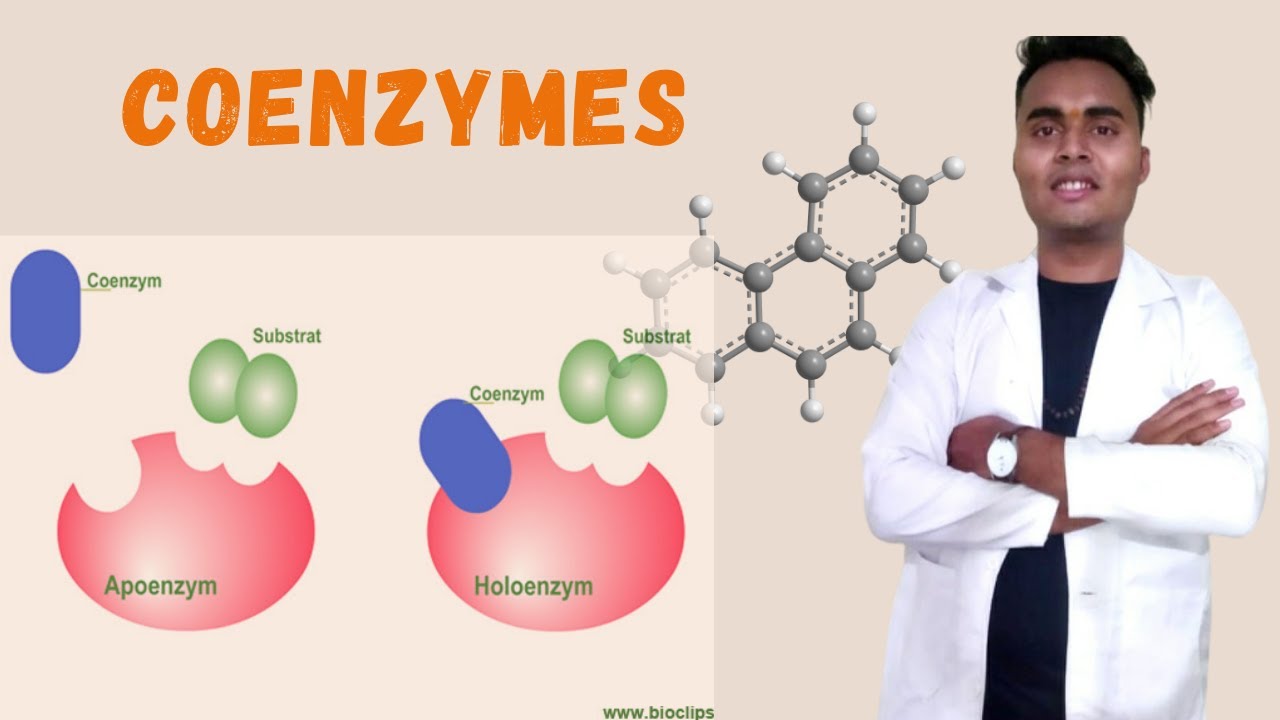 WHAT IS COENZYMES ? | WHAT IS HOLOENZYME ?? | ROLE OF CO-ENZYME IN ...
