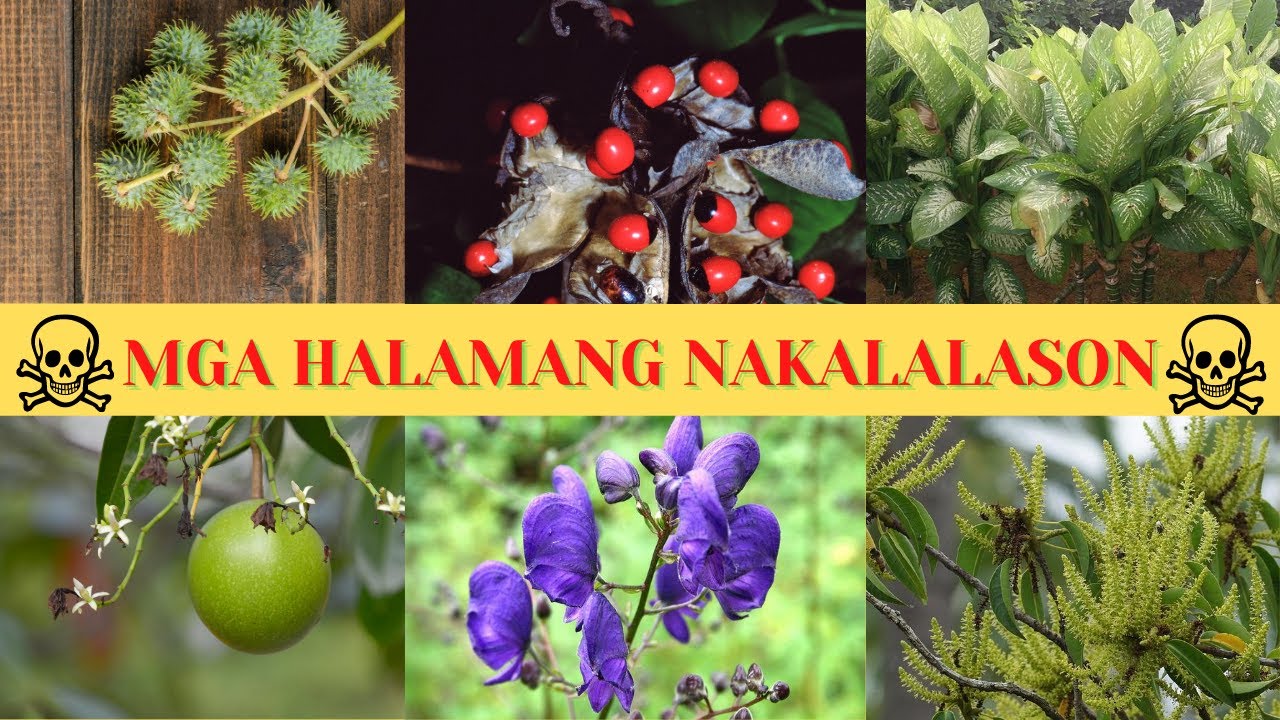 Mga nakaka Lason na HALAMAN | Halaman na nakakalason - YouTube