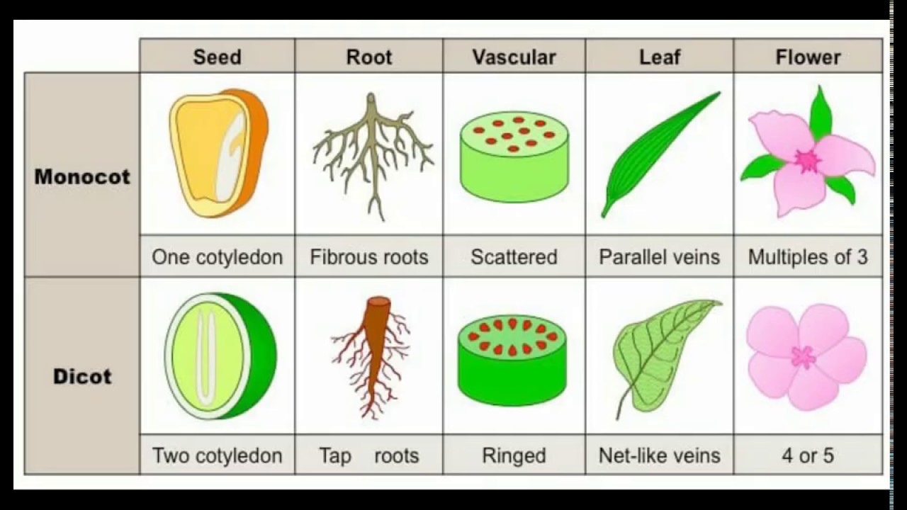 Flower parts and Roots.... - YouTube