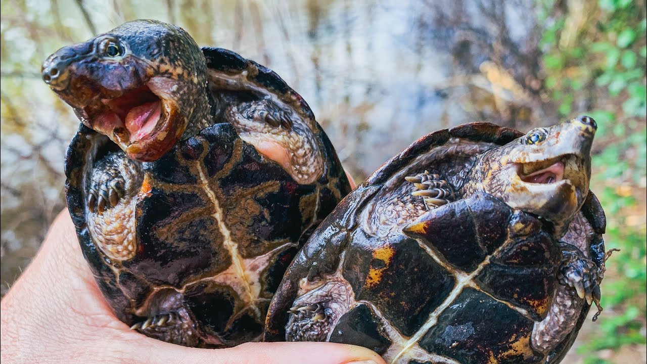 March Musk Turtle Madness Begins!! Common and Loggerhead Musk Turtles ...