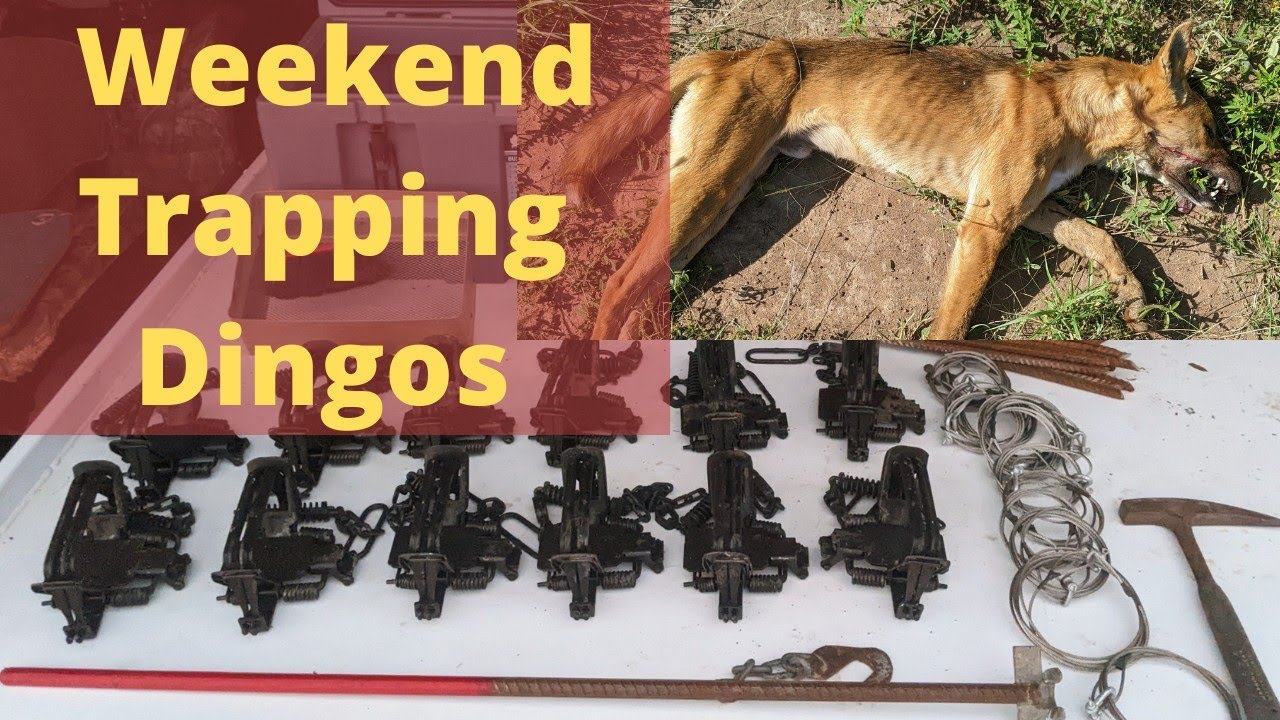 Trapping Australian Wild Dogs - YouTube