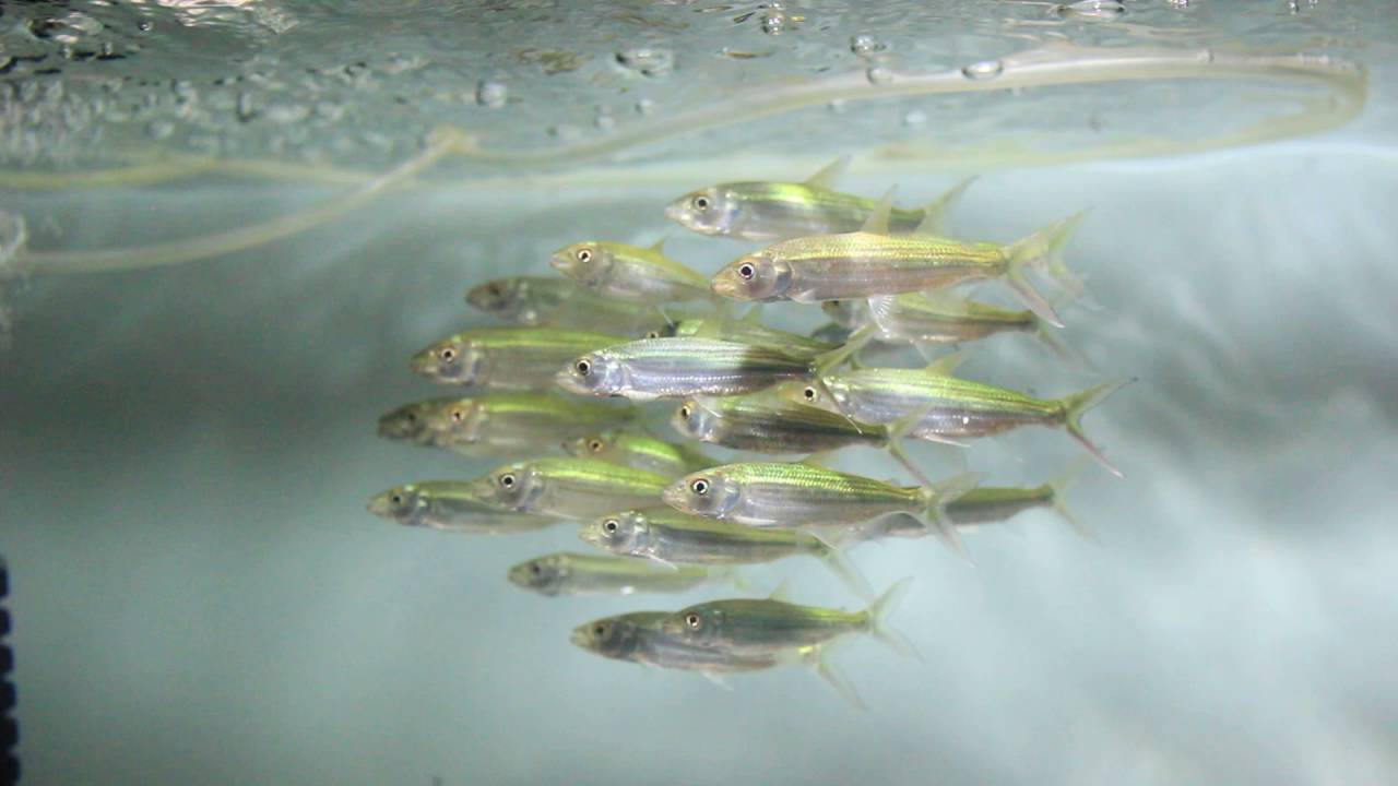 Vittatus tiger fish (Hydrocynus vittatus) - YouTube