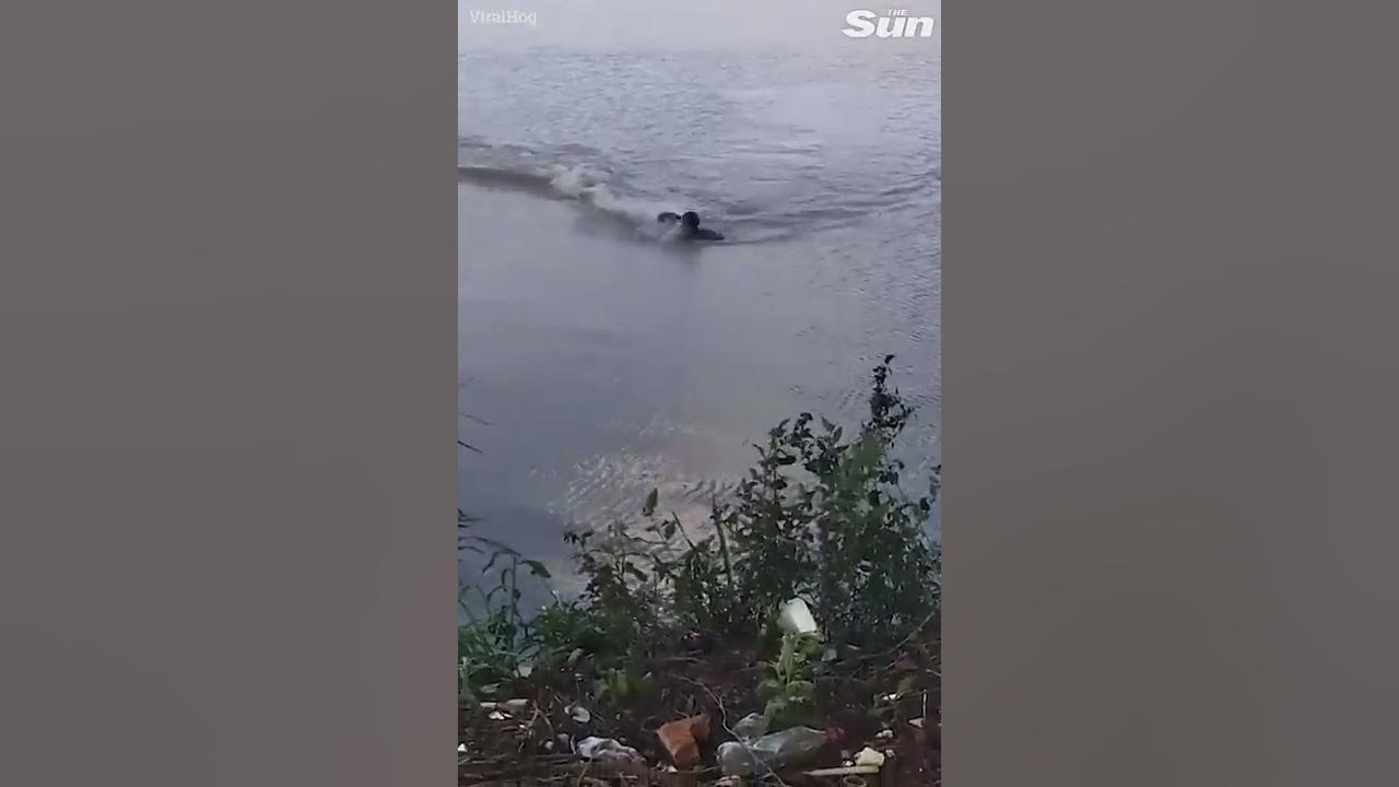 Heart-stopping moment swimmer faces race for his life as alligator ...