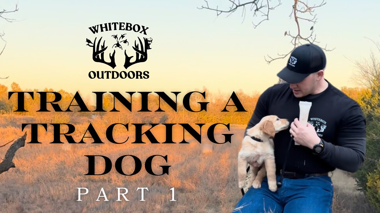 Training a Deer Tracking Dog! “Introduction” - YouTube