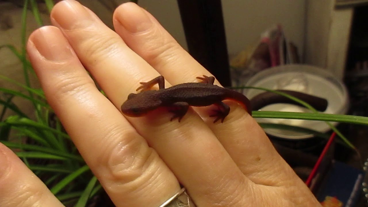 Baby Rough Skin Newt - YouTube