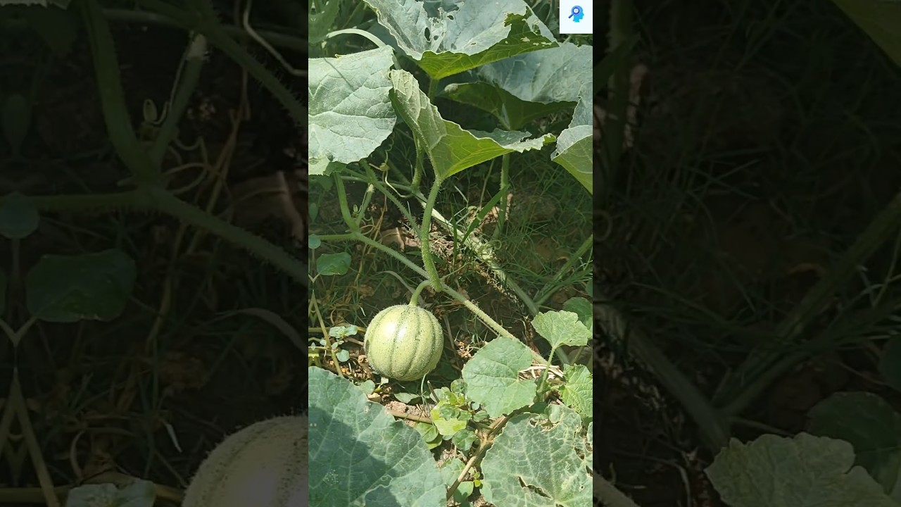 Muskmelon Plant/Melo/Cantaloupe/Muskmelon growing onThe field/Kharbooja ...