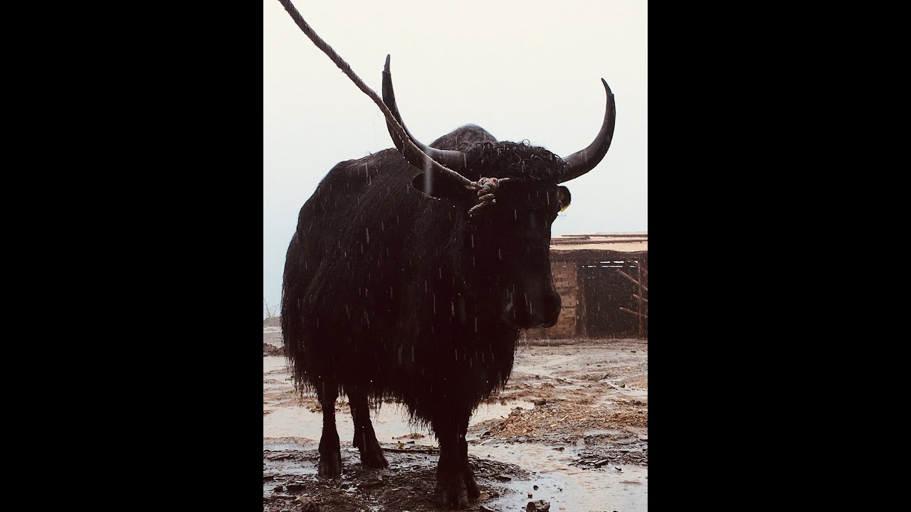 Yak Breeding Center on the way to Kalinchowk (Gairi) - YouTube