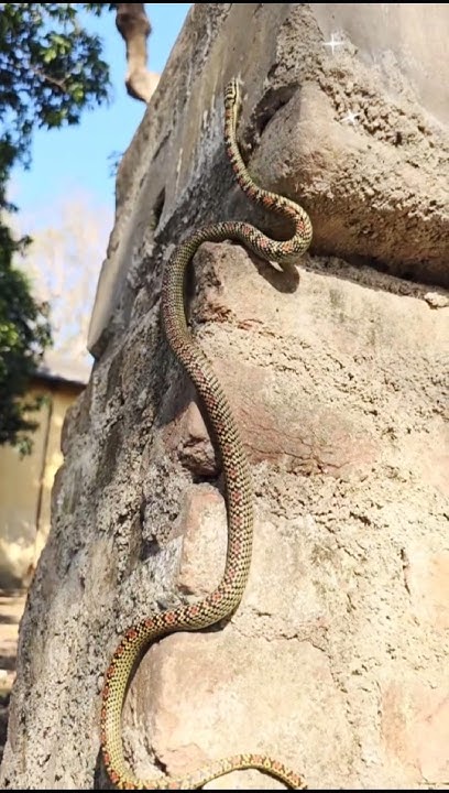 "Close to Nature: Amazing Natural Scenery of Snakes" #snakeresque # ...