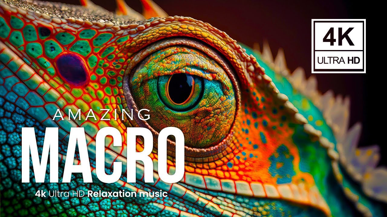 AMAZING MACRO SCENES IN STUNNING 4K RESOLUTION! /RELAXING VIDEO - YouTube