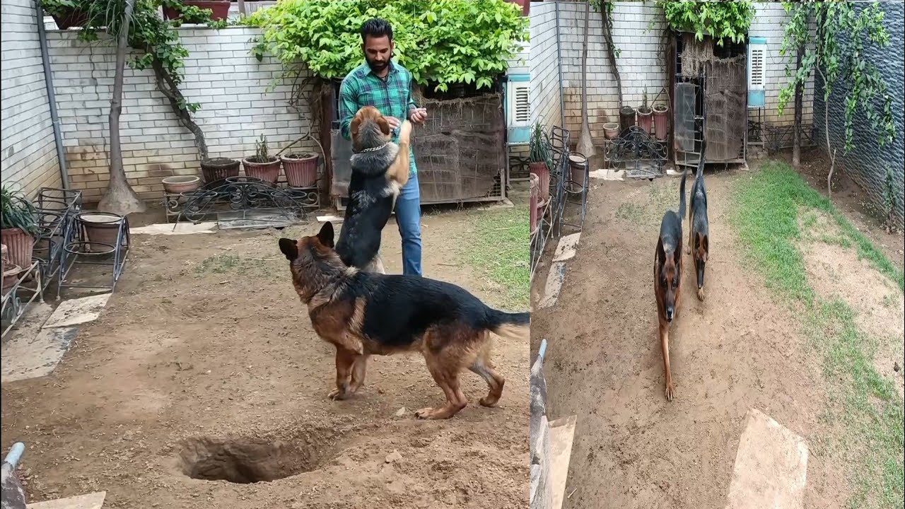 Red soil best place for Dog's / Chander Bawa - YouTube