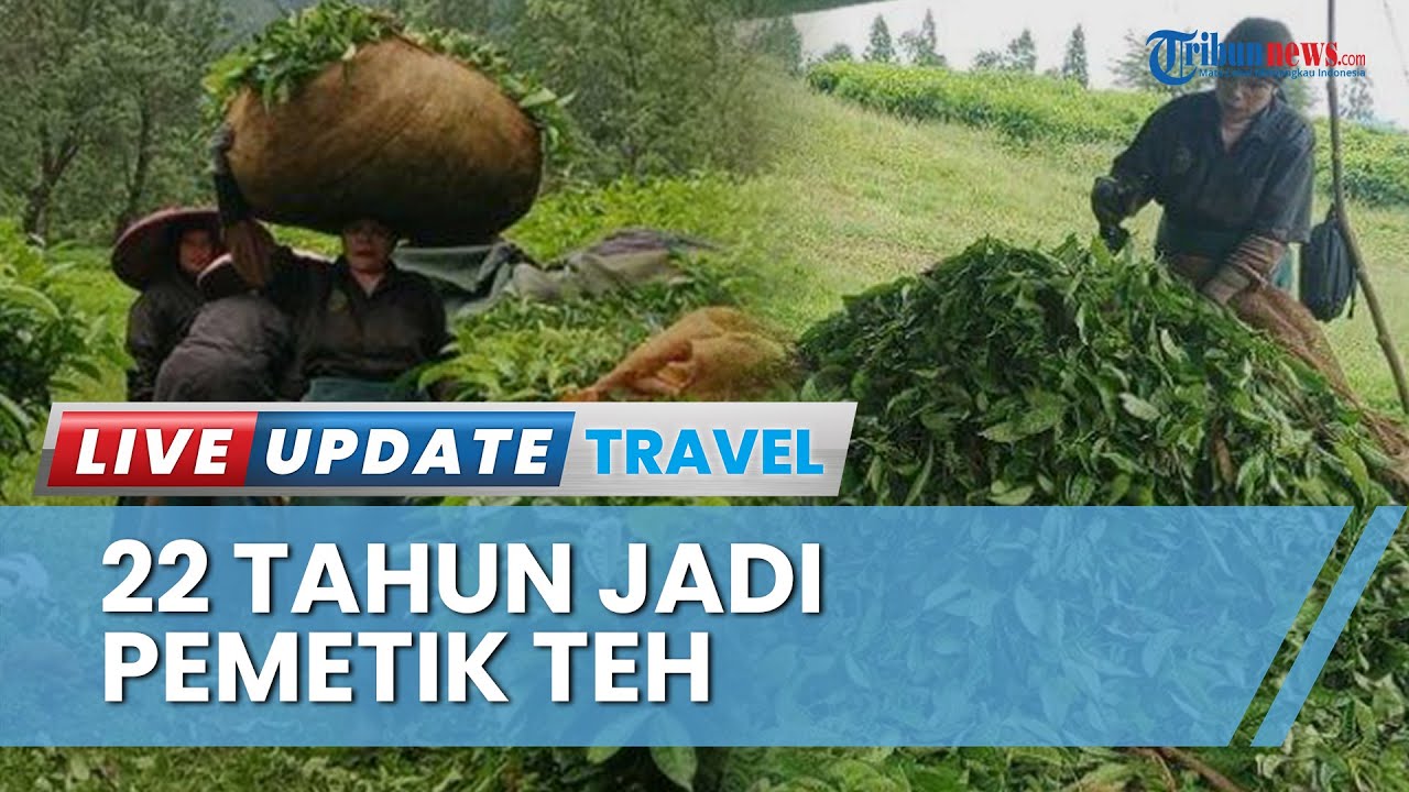 Kisah Wanita Banting Tulang Jadi Pemetik Teh di Puncak Bogor, Terjang ...