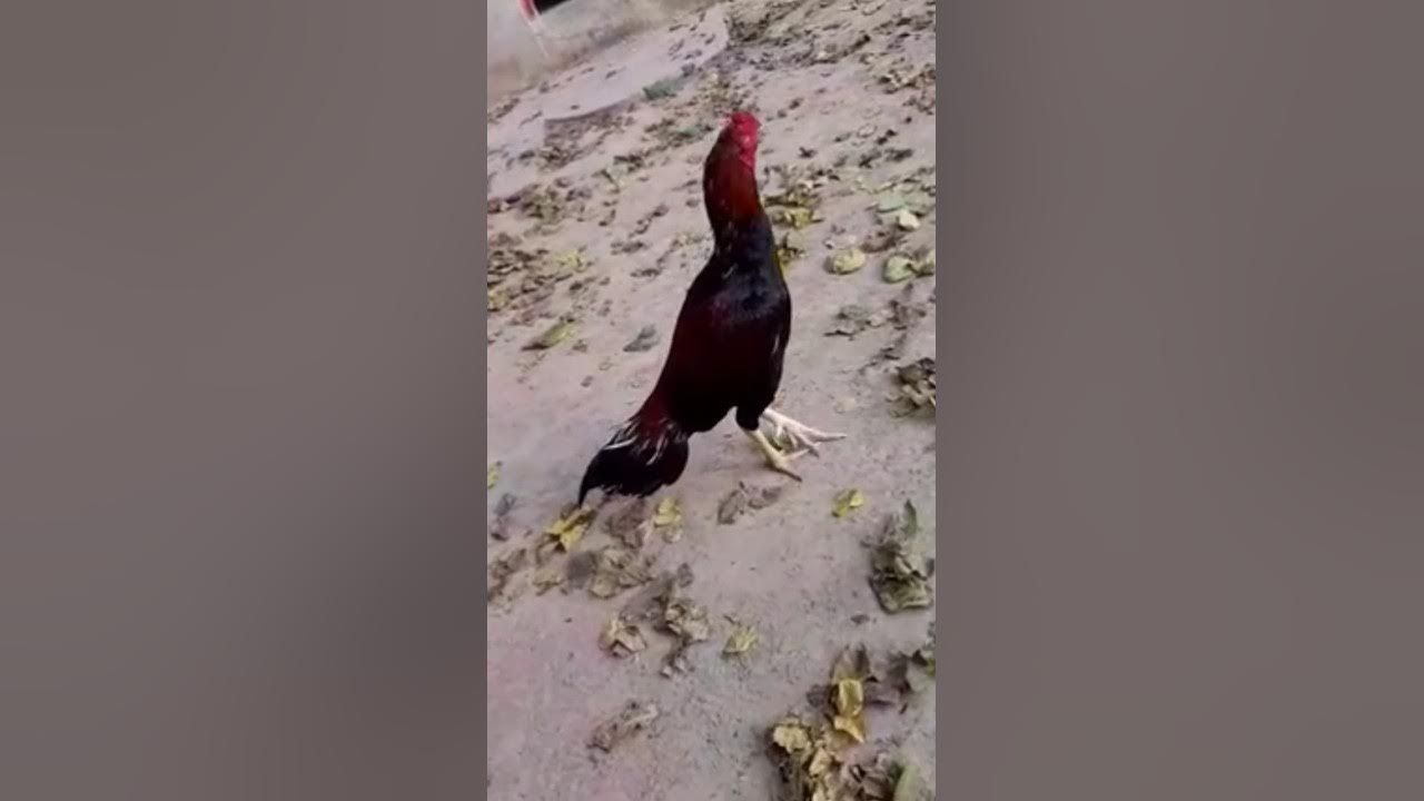 Lakha patha #mianwaliaseels #aseellovers #birds #youtubevideos #murga #ytshorts - YouTube