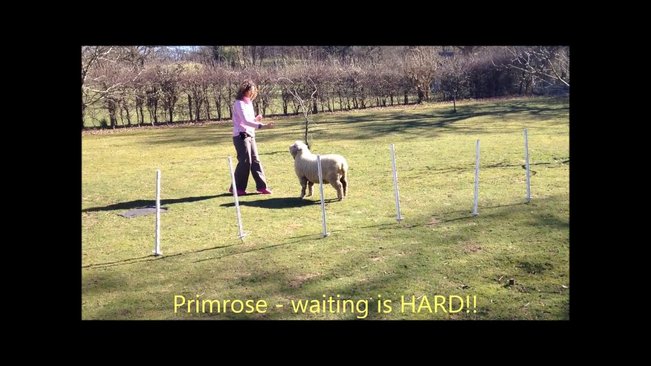 Training your sheep to do all sorts of tricks - YouTube