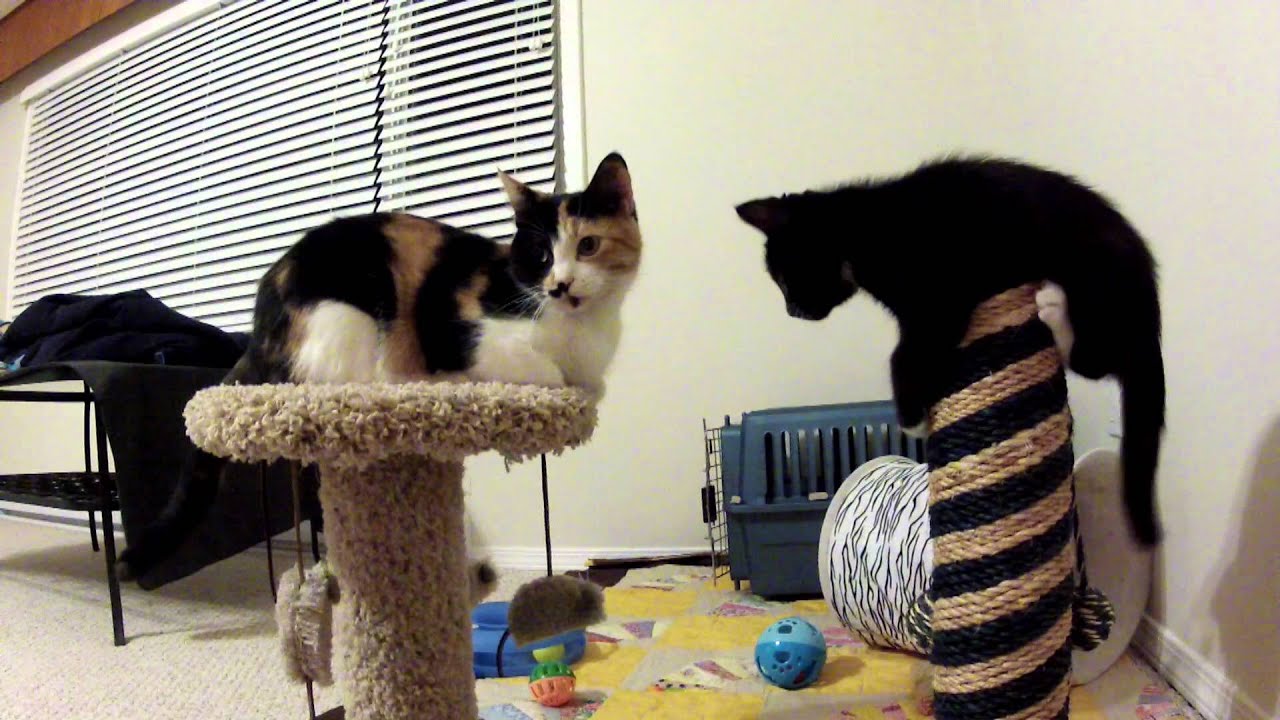 These Cats Are Cool - YouTube