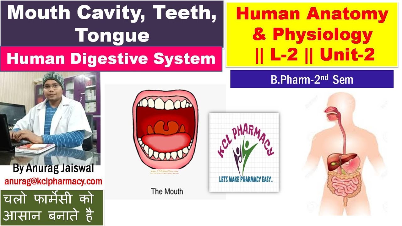 Digestive System || L-2 Uni-2 || Mouth/ Buccal Cavity, teeth and Tongue ...