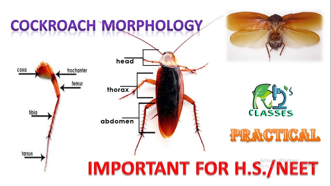 COCKROACH MORPHOLOGY|PRACTICAL| H.S.|NEET - YouTube