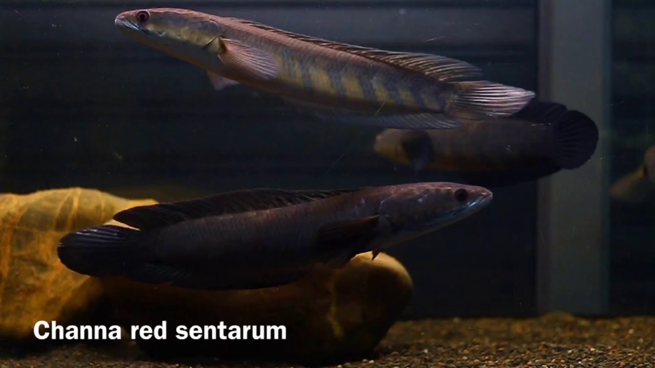 Channa red sentarum - YouTube