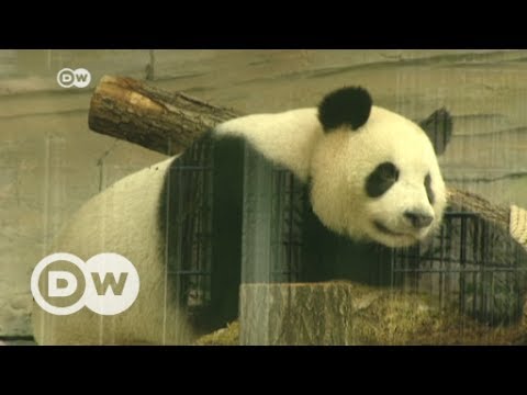 Berlin: Pandas mit Botschafterfunktion | DW Deutsch