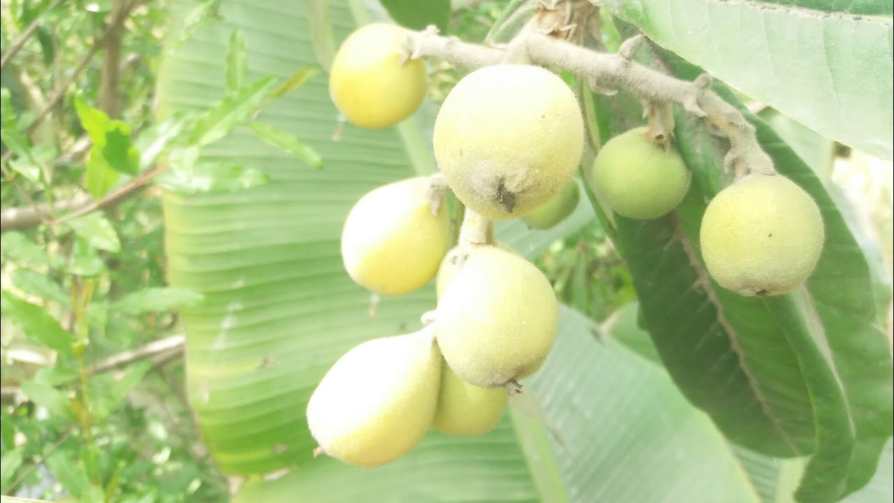 Amazing Loquat(Chinese medlar, Japanese medlar) Plant Looking Very Nice ...