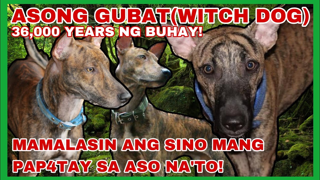 36,000 YEARS NA PALA ANG EDAD NG ASONG GUBAT!ALAMIN ANG NAKAKABILIB NA ...