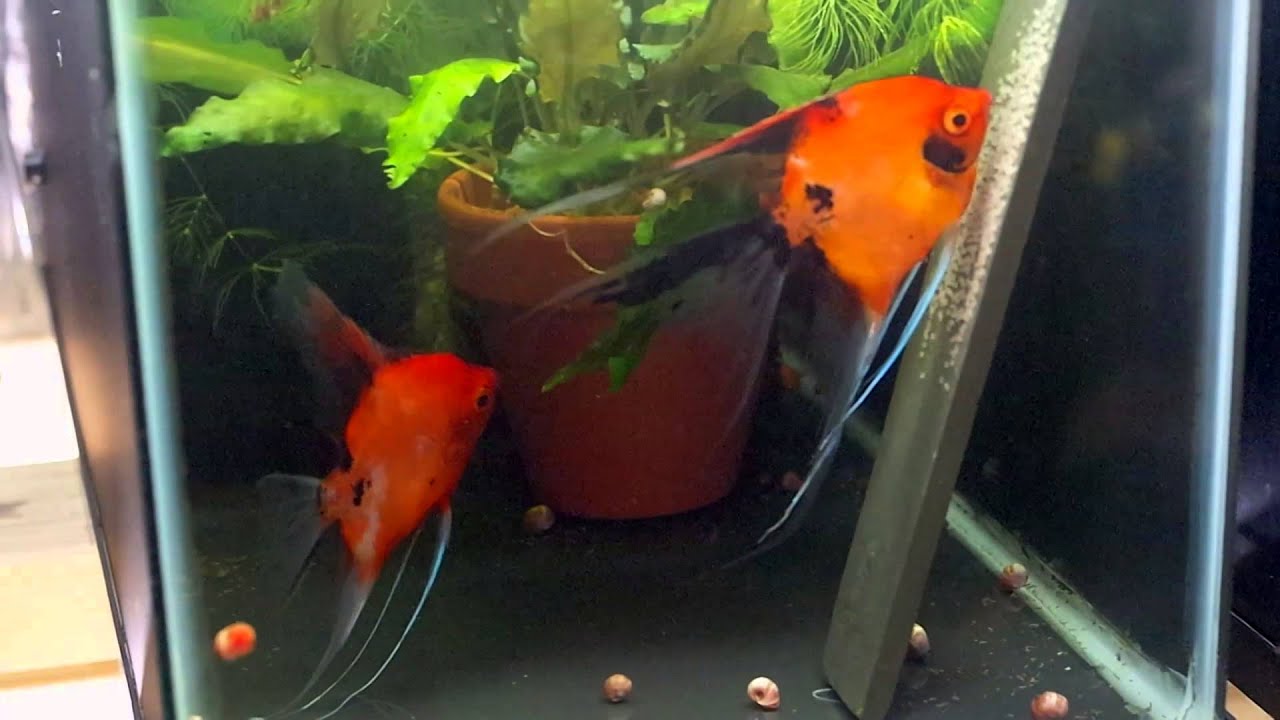 Koi Angelfish Breeding Pair #2069 - YouTube