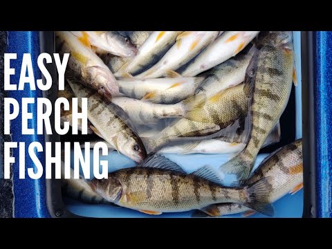 How to Catch Great Lakes Perch - Winter Perch Fishing - YouTube