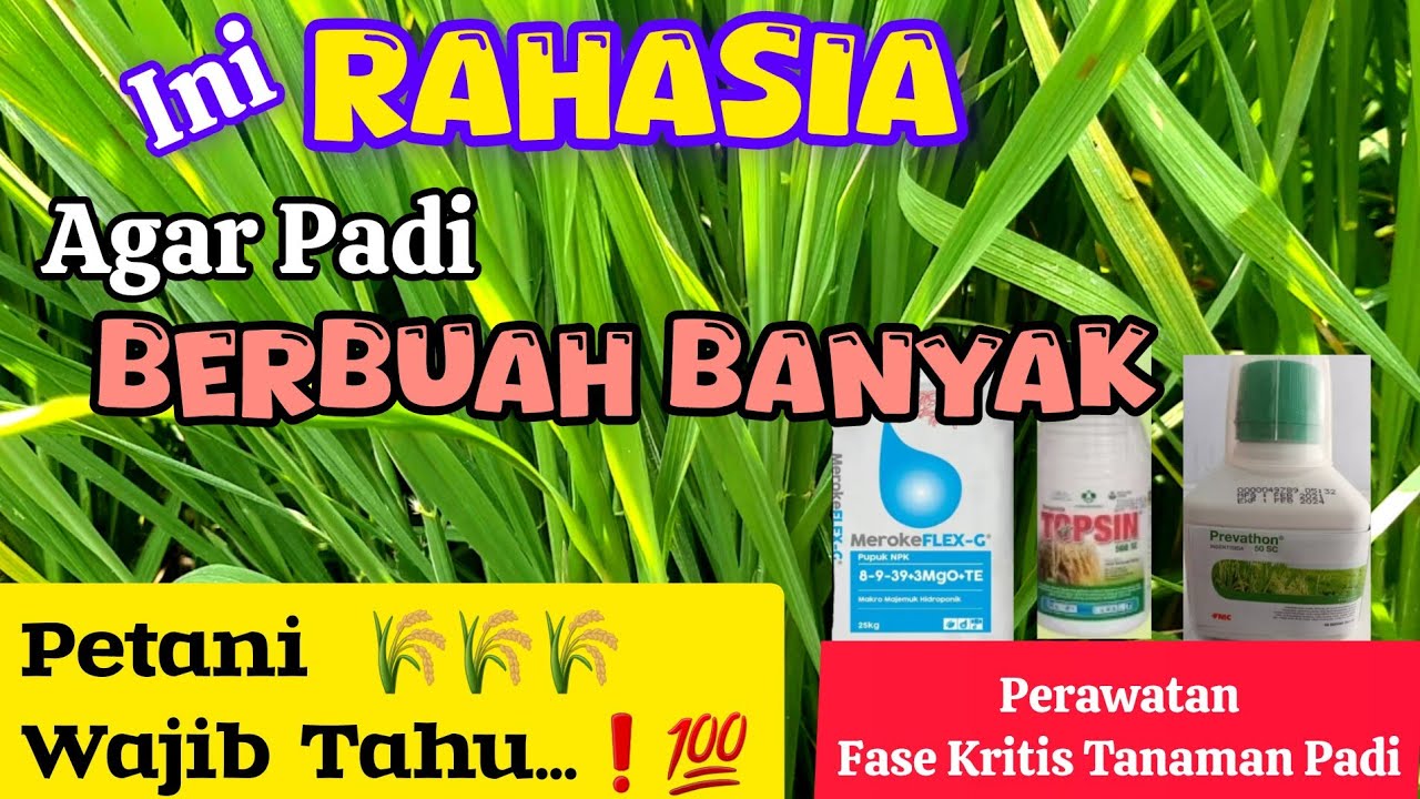 Cara Memperbanyak Anakan Padi Produktif 🌾💯. Cara Mengatasi Daun Padi ...