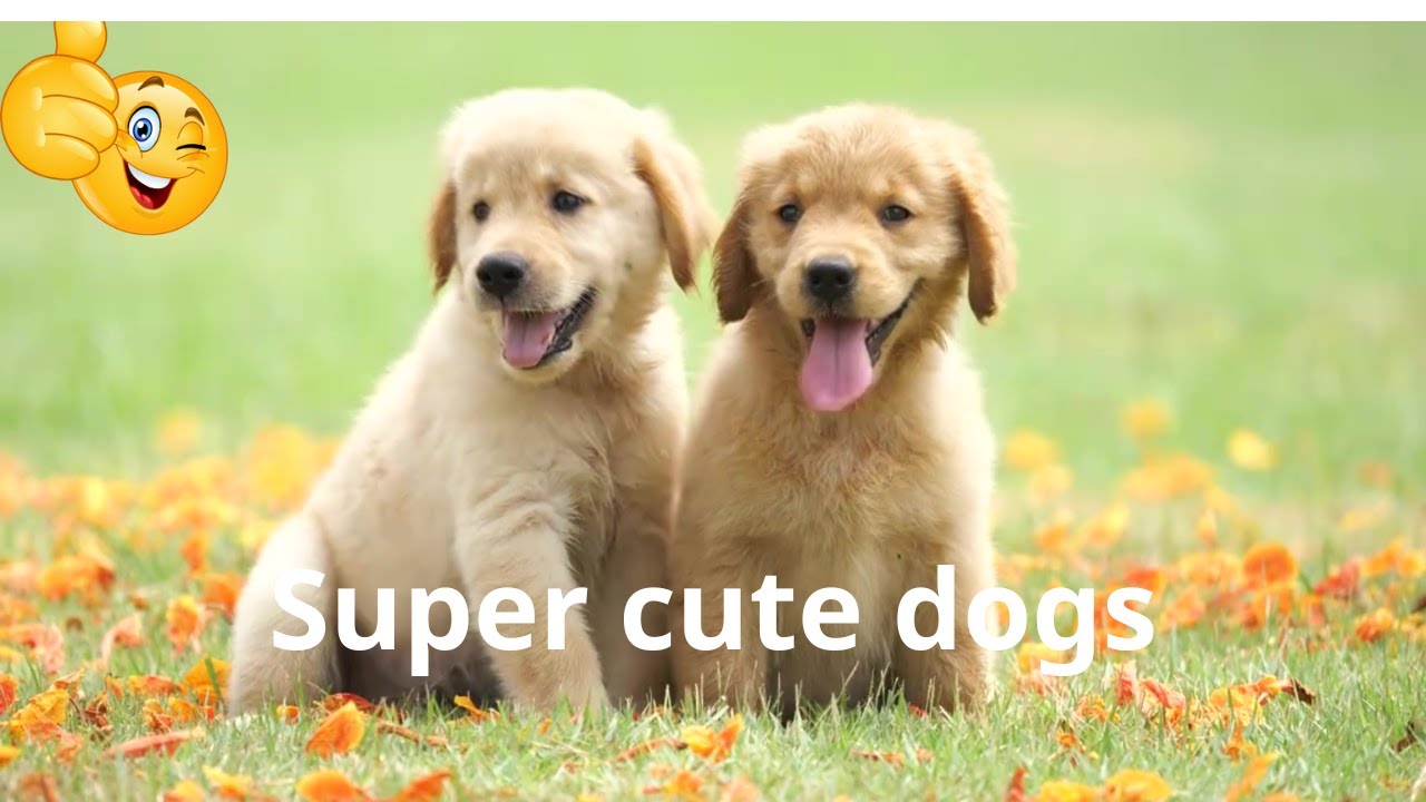 Nhạc thư giãn cực hay ,Các chú chó siêu dễ thương tạo cảm xúc tích cực ...