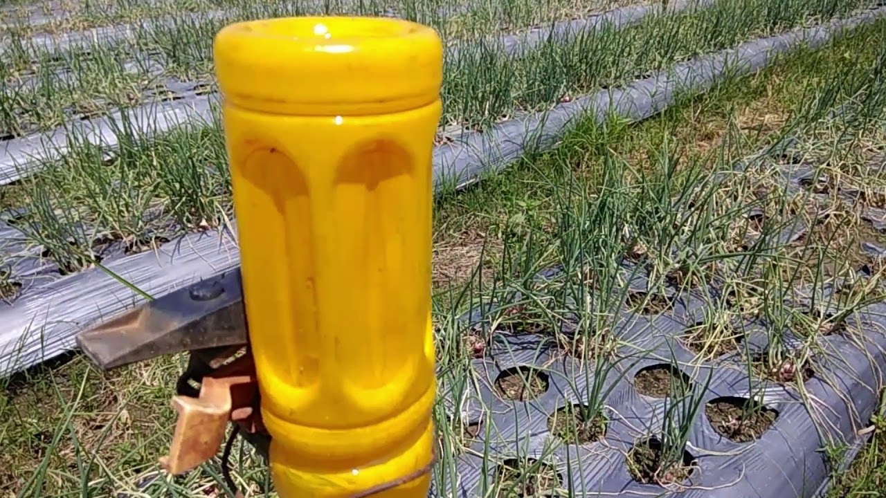 Tutorial Pemasangan Perangkap Kuning - YouTube