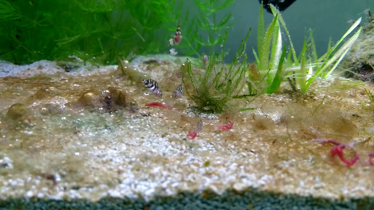 Jack Dempsey babies eating red worms - YouTube