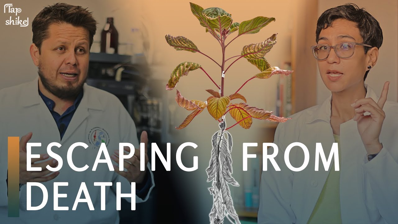 DROUGHT-RESISTANT PLANTS - THE FOOD OF THE FUTURE? | DOCUMENTARY - YouTube