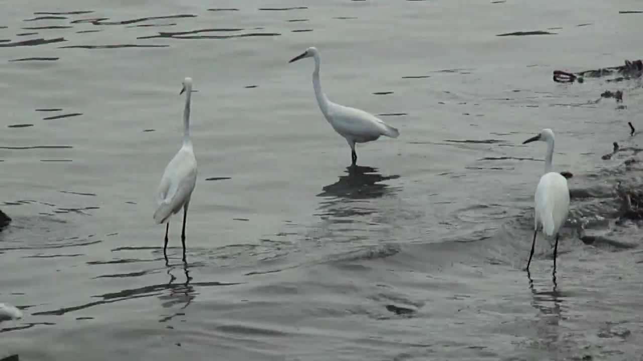 Crane birds on fish hunting at Mahe river shore - YouTube