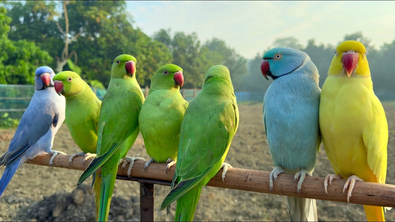 Talking Parrot Natural Sounds - YouTube