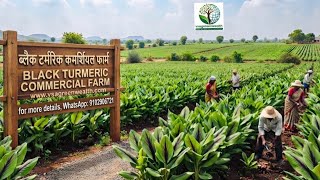 Commercial Black Turmeric (Curcuma caesia or Kali Haldi) farming 