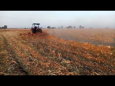 QUE PUES!!! NOS FUIMOS A JUNTAR PALAS PACAS DE RASTROJO - YouTube