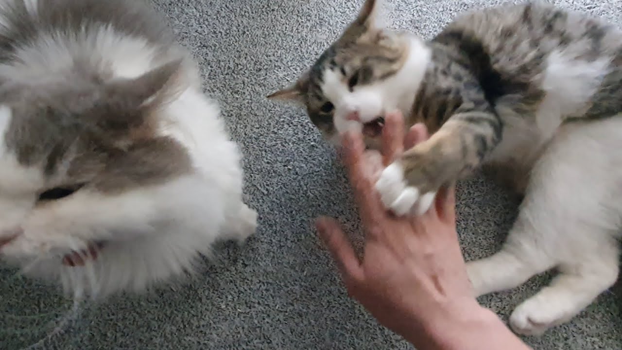 Two cats demands my hand - YouTube
