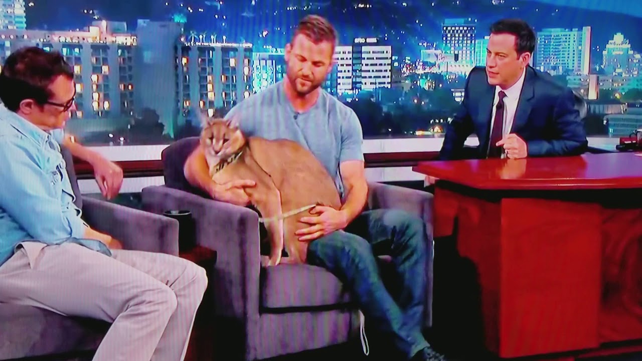 Caracal Cat - YouTube