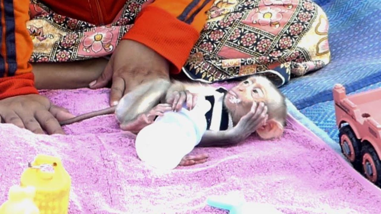 Keer is a monkey that is rescued as having no energy - YouTube