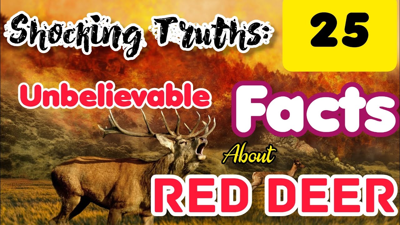 Red Deer Mind Blowing Factspedia | Red Deer Intresting Factspedia | Red ...