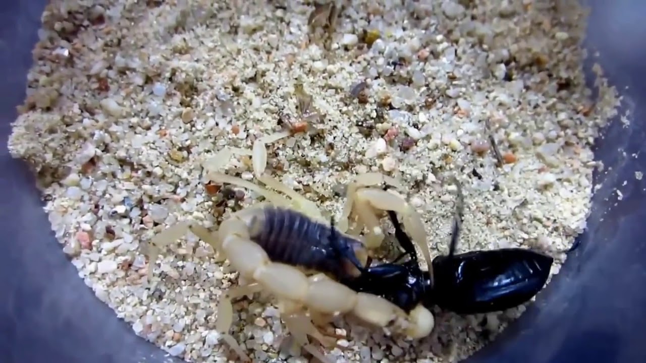 Warrior Beetle Vs Huge Scorpion ABF - YouTube