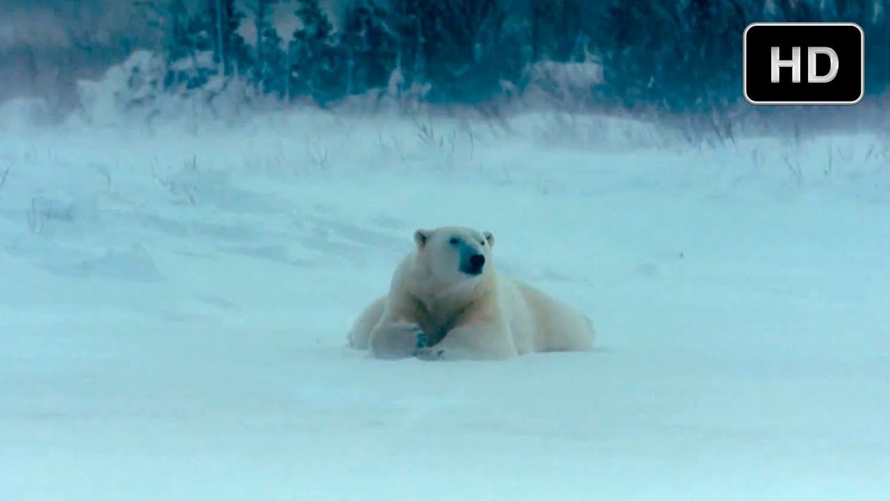To The Arctic - IMAX 3D Filming Challenges - YouTube
